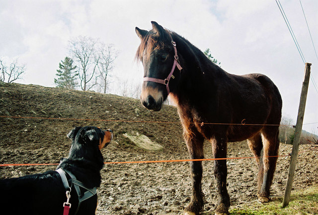 Basics Of Animal Communication Sindi Somers Of Wild And Tame Wellness Basics Of Animal Communication Sindi Somers Of Wild And Tame Wellness